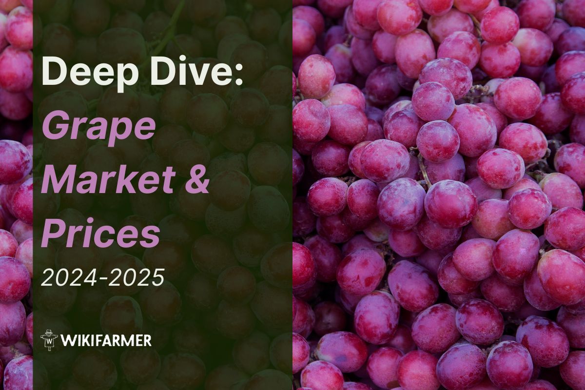 Deep Dive: The Global Grape Market | Wikifarmer